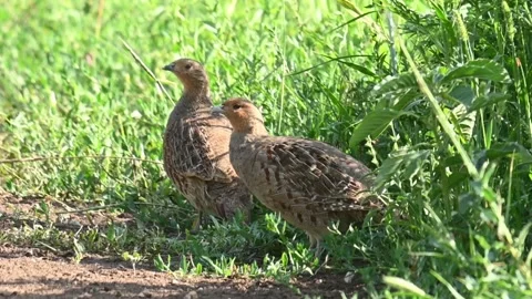 Colors Hot Stock Videos – Royalty-Free HD & 4K Videos | Pond5