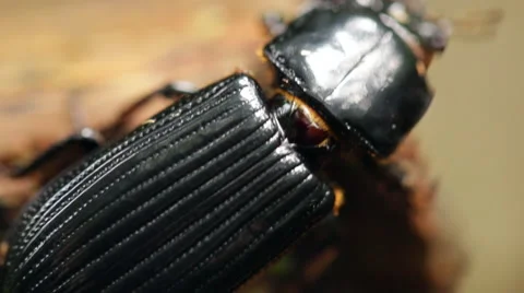 Passalid Beetle or Bessbug. | Stock Video | Pond5
