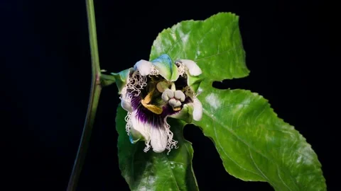 Passion Fruit Stock Video Footage | Royalty Free Passion Fruit Videos ...