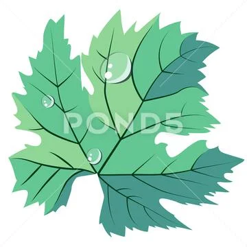 Pastel colors dark green grape leave in dew drops vector element in ...