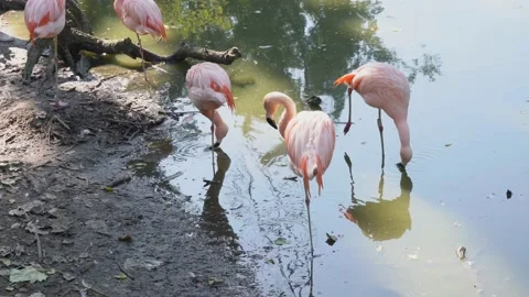 Water Pat Stock Videos – Royalty-Free HD & 4K Videos