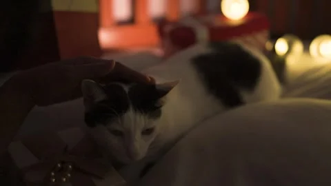 Show Head P Stock Videos – Royalty-Free HD & 4K Videos | Pond5