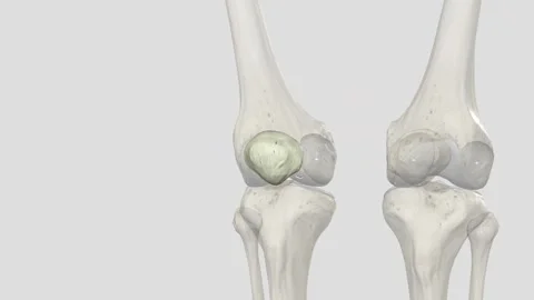 The patella is your kneecap. It's the bo... | Stock Video | Pond5