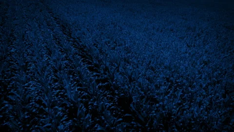Path Through Corn Field At Night Aerial | Stock Video | Pond5