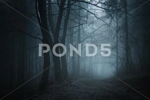 Path trough haunted forest with fog at night on Halloween ~ Premium ...
