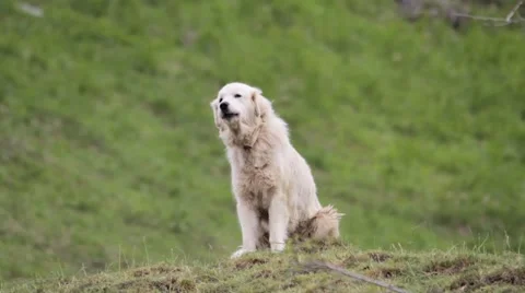 Patou dog barking at camera | Stock Video | Pond5