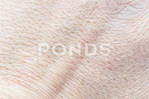 Pattern of human skin with cells and lines texture. Stock Image #92523001