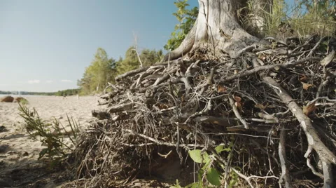 Pattern of intertwined tree roots | Stock Video | Pond5