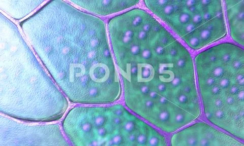 Pattern of plant cells with nucleus and membrane - 3d illustration ...