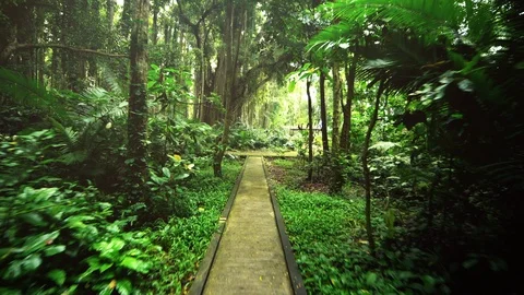 Paving slabs overgrown with moss. Walk t... | Stock Video | Pond5