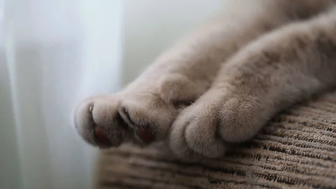 Paws of Scottish fold kitten, closeup vi... | Stock Video | Pond5