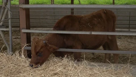 Daily+Dairy Stock Videos – Royalty-Free HD & 4K Videos | Pond5