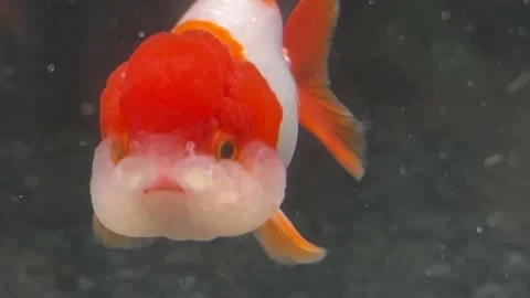 Common Goldfish Stock Footage ~ Royalty Free Stock Videos | Pond5