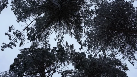 A Peaceful Shot of Pine Trees Waving in ... | Stock Video | Pond5
