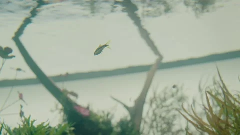 Peaceful Underwater View Of Fish And Aqu... | Stock Video | Pond5