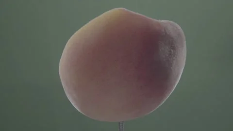 Peach rotating with loop on green screen... | Stock Video | Pond5
