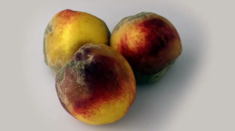 Peachy4986 Stock Videos – Royalty-Free HD & 4K Videos | Pond5