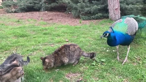 Peacock and Cat | Stock Video | Pond5