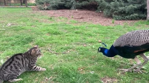 Peacock and Cat | Stock Video | Pond5