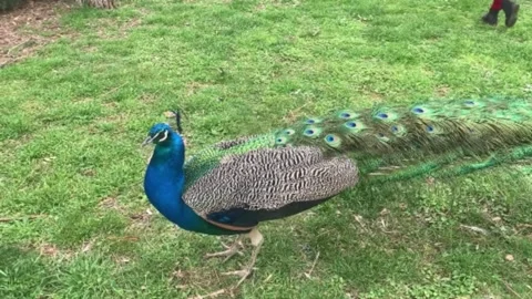 Peacock and Cat | Stock Video | Pond5