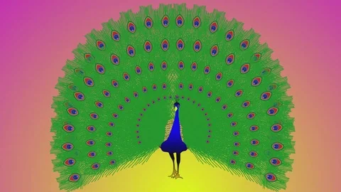 Peacock animated. Cartoon peacock animat... | Stock Video | Pond5