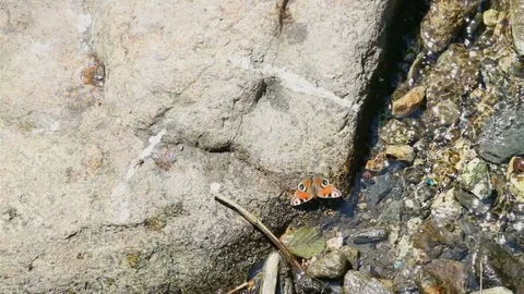 Butterfly Stream Stock Videos – Royalty-Free HD & 4K Videos