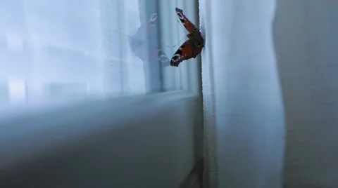 Butterfly Inside S Stock Videos – Royalty-Free HD & 4K Videos | Page 2