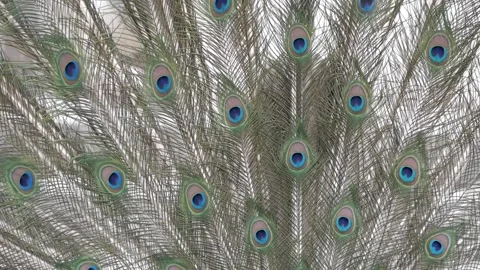 Peacock Tail Pattern Stock Videos – Royalty-Free HD & 4K Videos