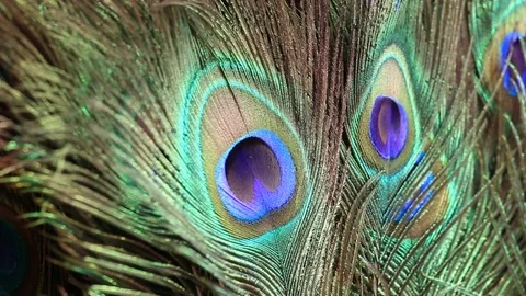 Peacock feather in market for tourist at... | Stock Video | Pond5