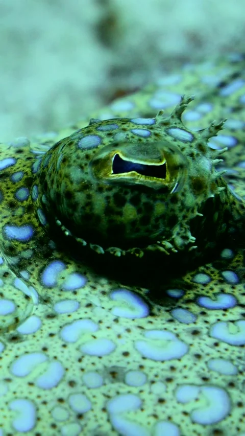 Peacock flounder head moving like it's b... | Stock Video | Pond5