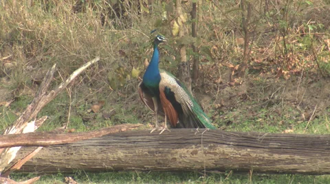 Log In Peacock Stock Videos – Royalty-Free HD & 4K Videos | Pond5