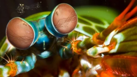 peacock mantis shrimp, ANIMATED STILL PH... | Stock Video | Pond5