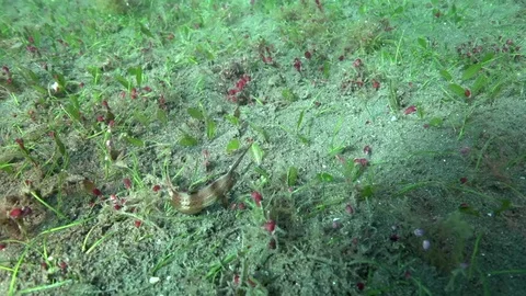 Peacock Razor Wrasse (juvenile) (Iniisti... | Stock Video | Pond5