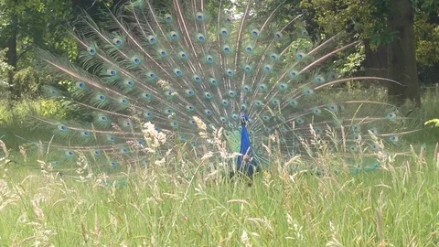 Shakes Feathers Stock Footage ~ Royalty Free Stock Videos | Pond5