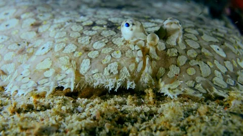 Peacock sole head moving like it's breat... | Stock Video | Pond5