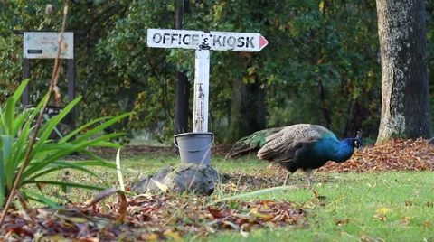 Peacock Sign In\ Stock Videos – Royalty-Free HD & 4K Videos | Pond5