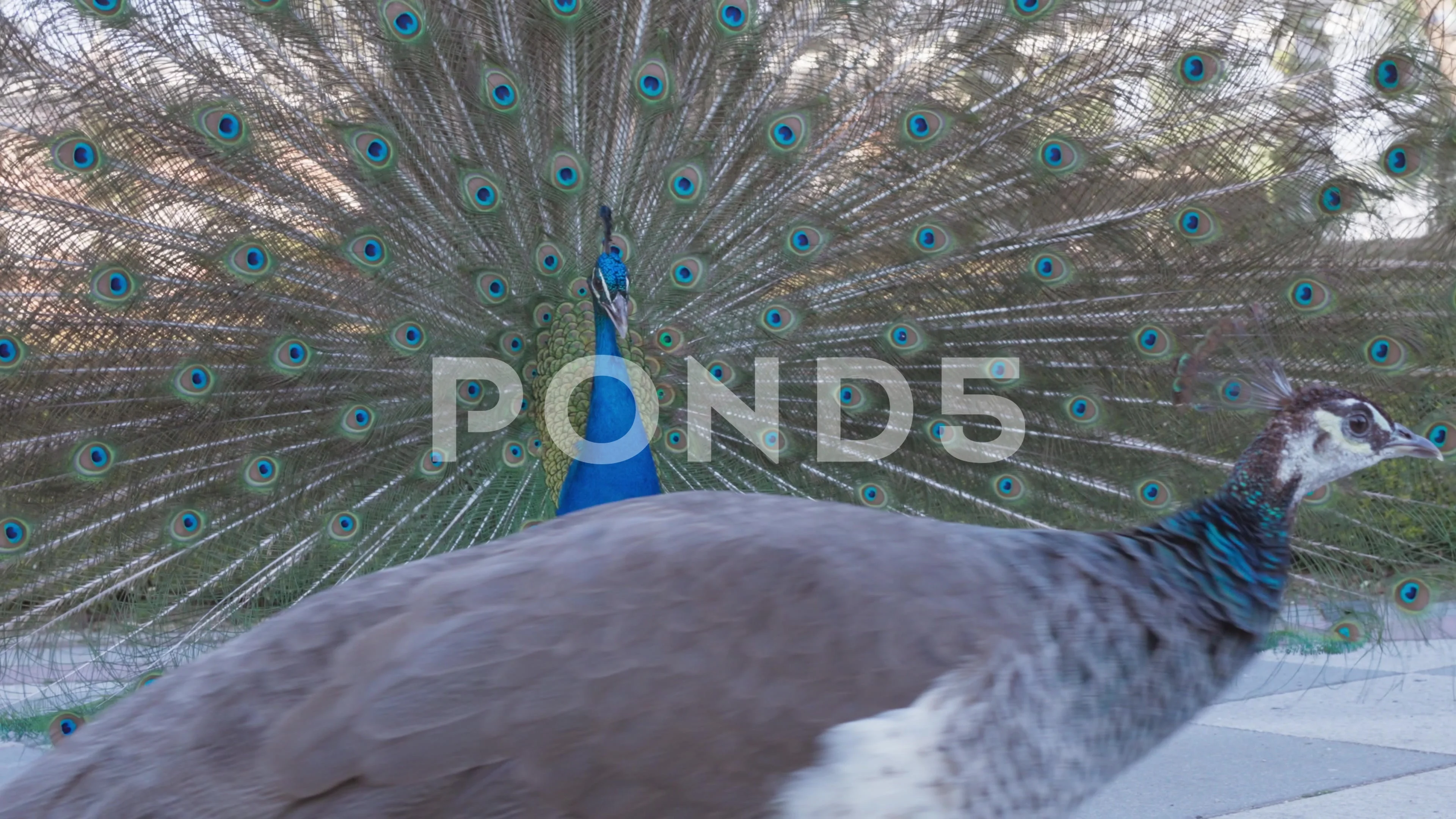 Male Peacocks Mating
