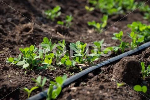 Photograph: Peanut plant sprout growing in farm field. Peanut ...