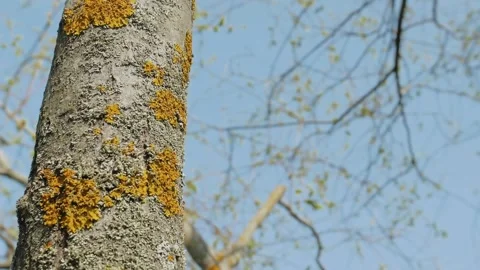 Trunk Without Leaves Stock Videos – Royalty-Free HD & 4K Videos