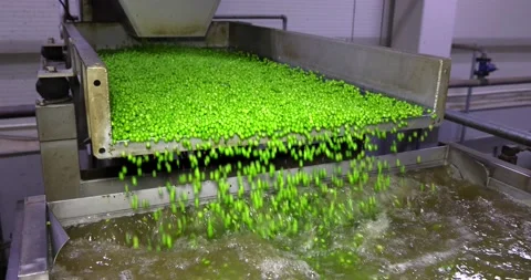 Peas on a conveyor in food processing pl... | Stock Video | Pond5