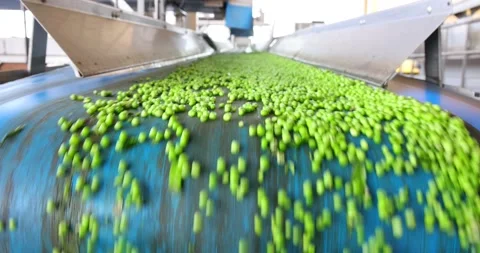 Peas on a conveyor in food processing pl... | Stock Video | Pond5