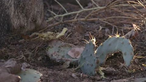 Javelina Stock Video Footage | Royalty Free Javelina Videos | Pond5