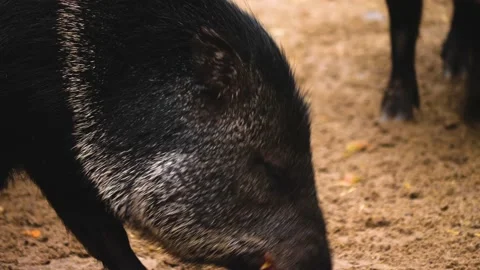 Pig Eating Stock Footage ~ Royalty Free Stock Videos | Pond5