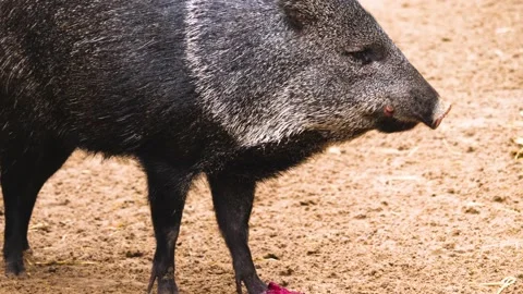 Pig Eating Stock Footage ~ Royalty Free Stock Videos | Pond5