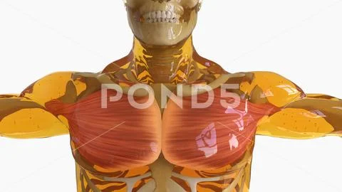 Pectoral Muscle anatomy for medical concept 3D rendering: Graphic ...