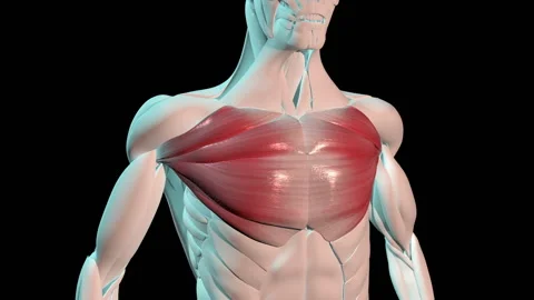 Pectoralis Major Muscles Anatomical Posi... | Stock Video | Pond5