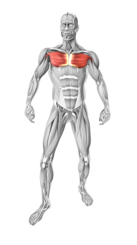 Pectoralis major muscles in the human mu... | Stock Video | Pond5