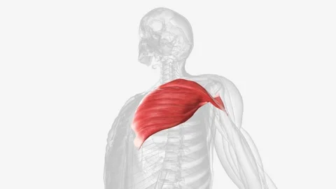 A pectoralis major strain refers to a te... | Stock Video | Pond5