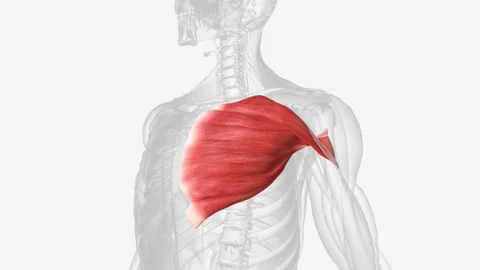 A pectoralis major strain refers to a te... | Stock Video | Pond5