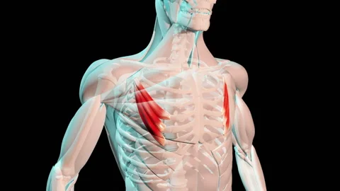 Pectoralis Minor Muscles Anatomical Posi... | Stock Video | Pond5